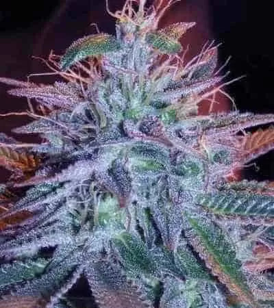 Fat Blueberry Auto, DJ Short Blueberry x Ruderalis Indica – HempHarmony